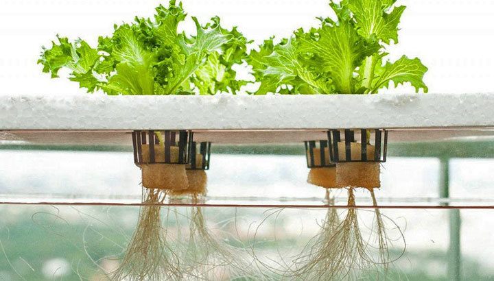 Los cultivos hidropónicos, la moda en viveros en casa - Bricolaje10.com